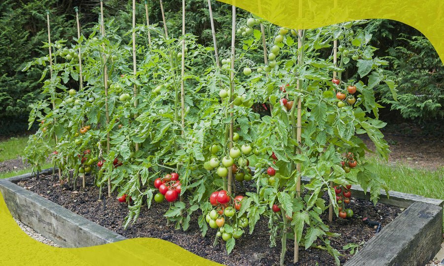 How to start a vegetable patch | Coco & Coir