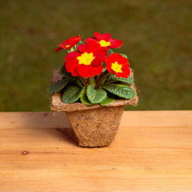 Biodegradable Coir Plant Pots (Square) | Coco & Coir