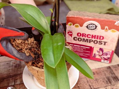 Orchid Compost - 9L
